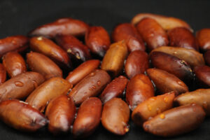 Cumaru: Uma árvore medicinal - Instituto Soka Amazônia